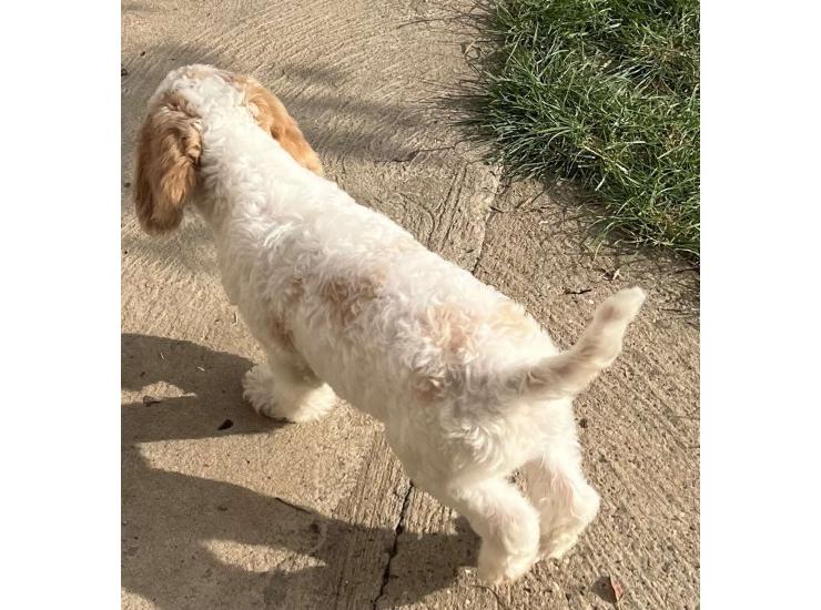 Lagotto Romagnolo štenci