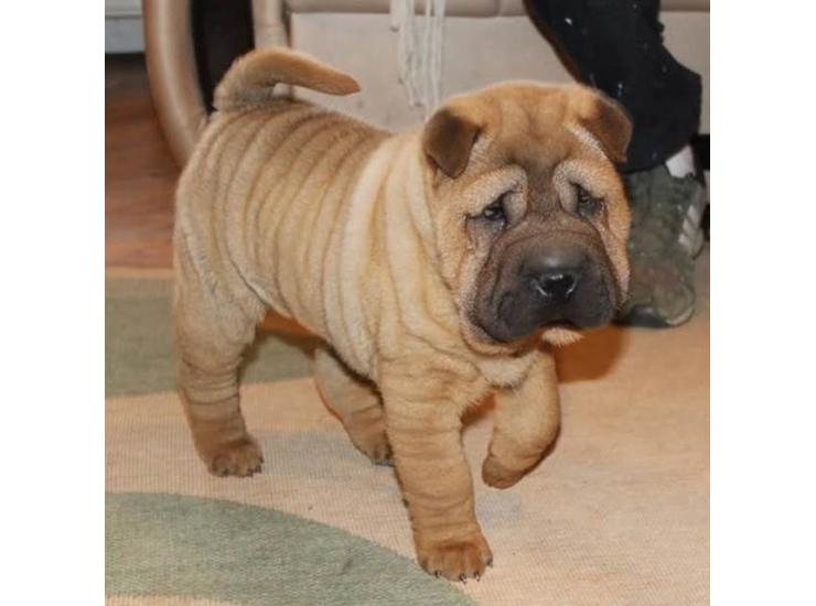 Shar Pei musko stene