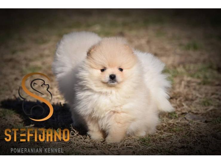Pomeranac boo zenkice
