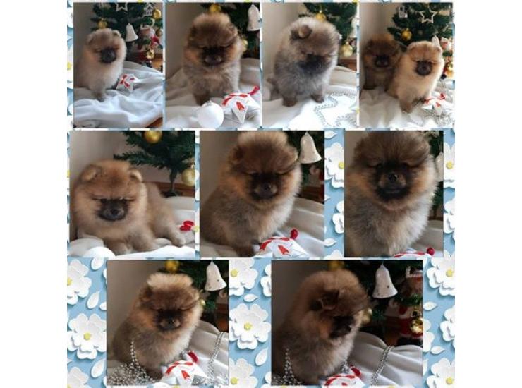Pomeranac Boo tri muska steneta