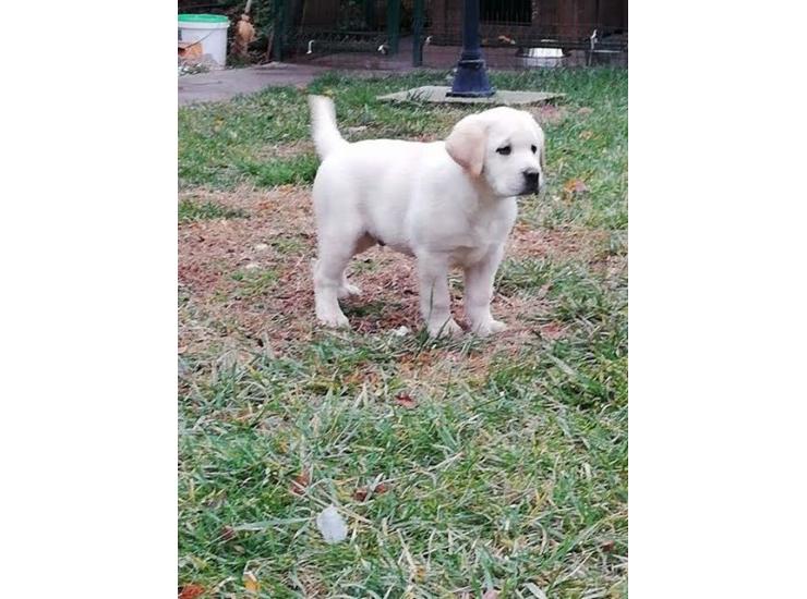 Labrador retriver, musko stene