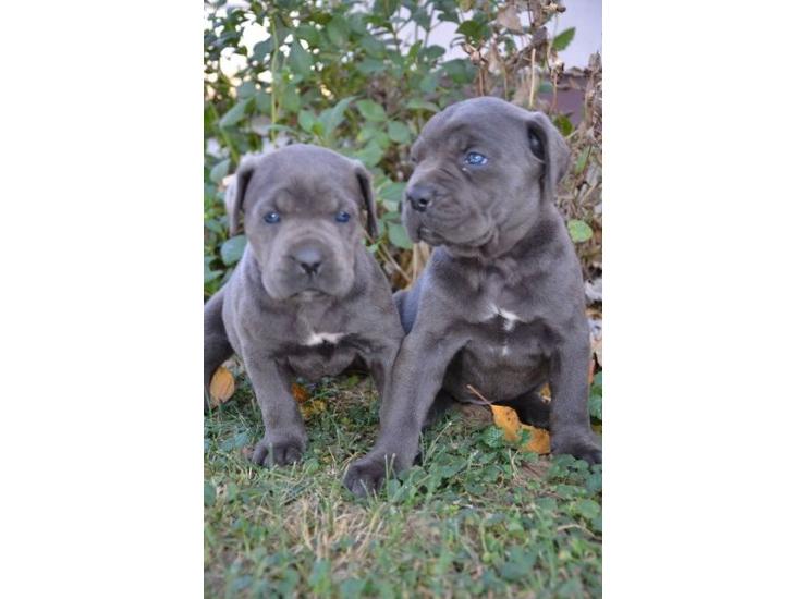 Cane Corso, stenci