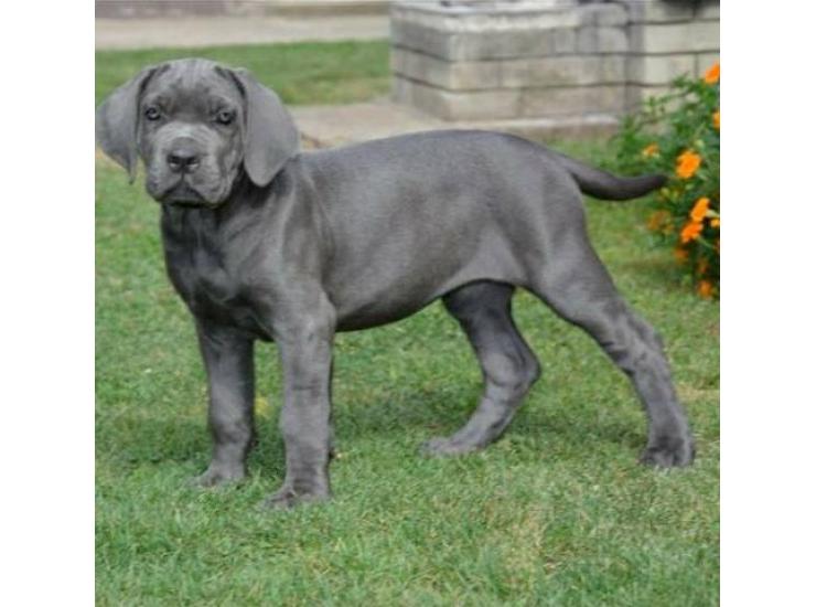 Sivi cane corso stenci