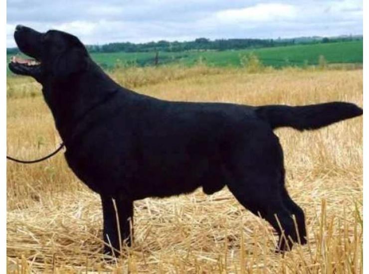 Labrador retriver, vrhunsko leglo