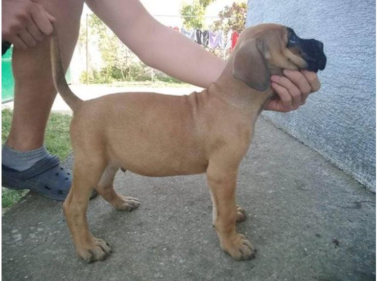 Cane corso štenci veseli i preslatki
