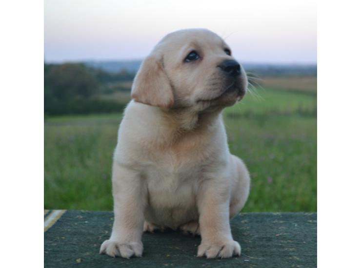 labrador retriver stenci