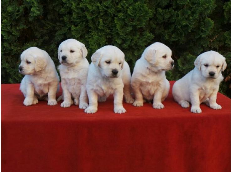 Zlatni Retriver, vrhunskog kvaliteta