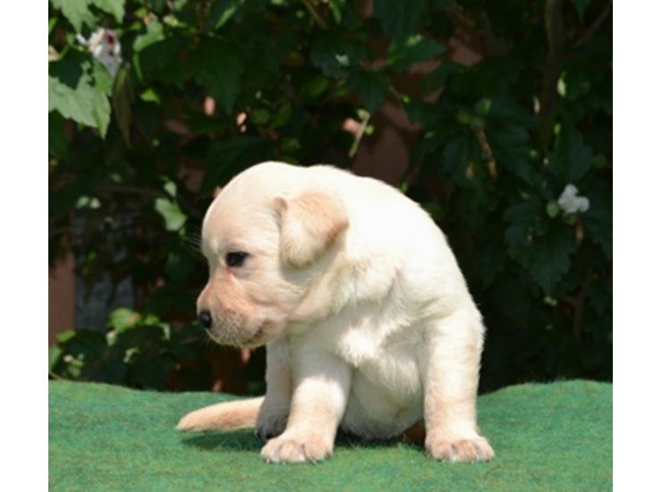 Labrador stenci