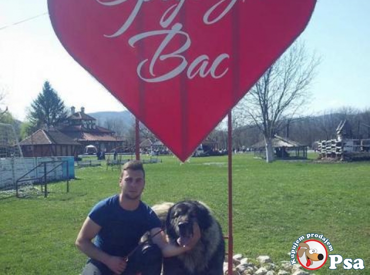 Šarplaninac, kvalitetni stenci i odrasli psi