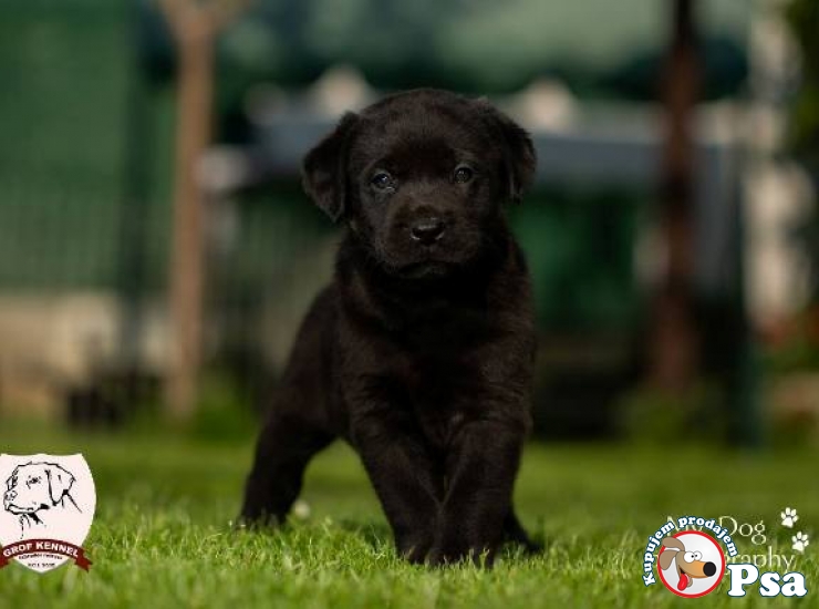 Labrador retriver štenci nova legla