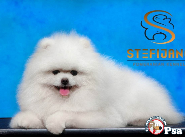 Pomeranski spic Boo musko stene