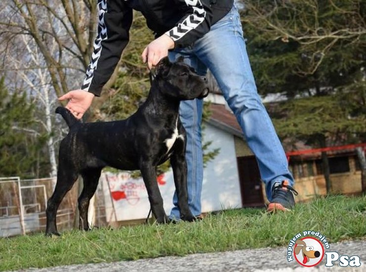 Cane Corso ženka