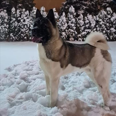 Americka akita parenje