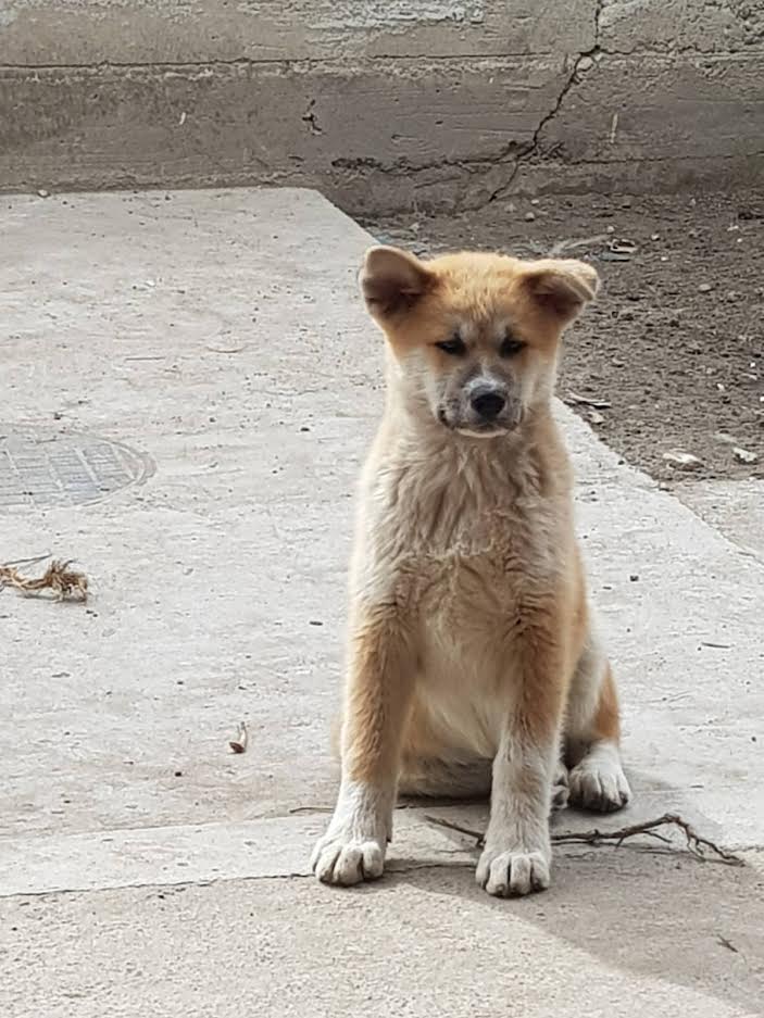 Akita inu, zenkice