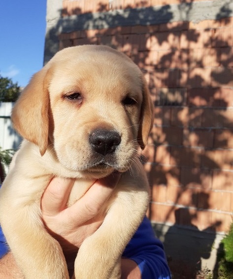 Labrador stenci