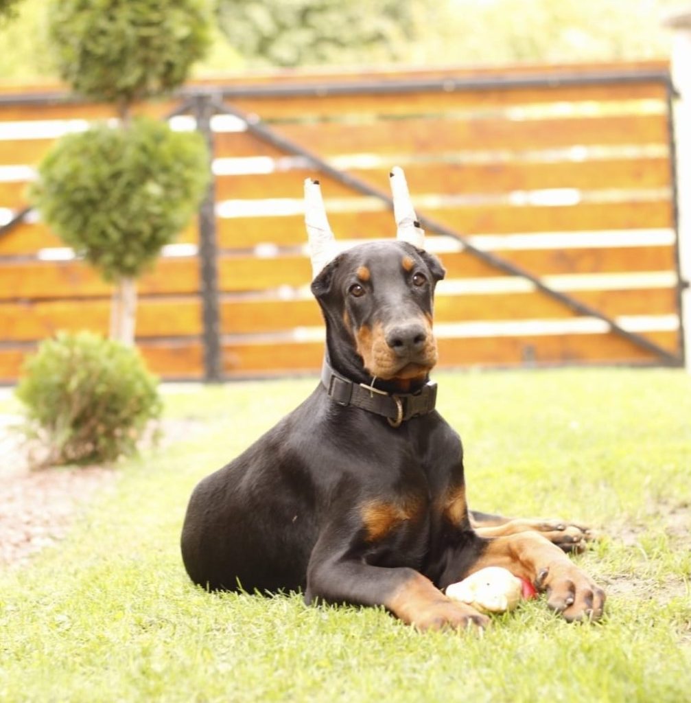 Doberman štenci