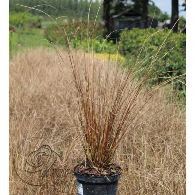 Carex buchananii Red Rooster