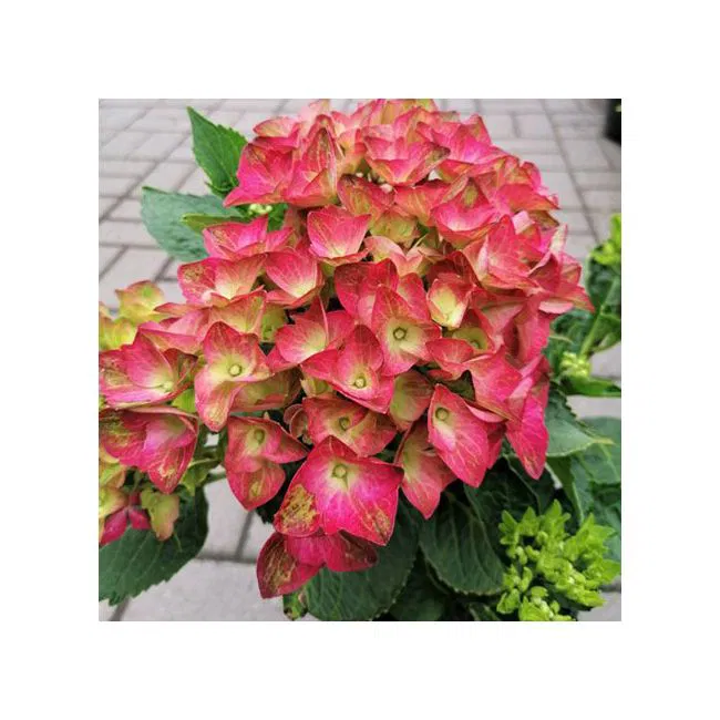 Hydrangea macrophylla 'Bright Red Power' • P 13 • 40/60 cm