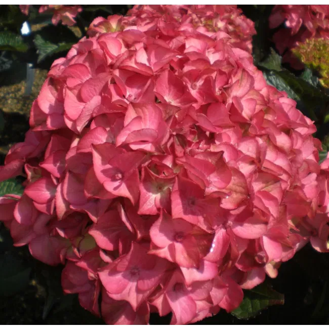 Hydrangea macrophylla 'Red Angel' • P 13 • 30/40 cm