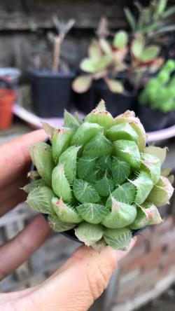 Haworthia cooperi var. pringlei