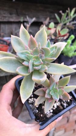 Graptoveria Waterlily