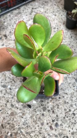 Crassula Ovata ili Drvo novca