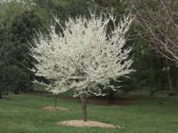 judino drvo/beli cvet