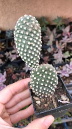 Opuntia Microdasys var. Albispina