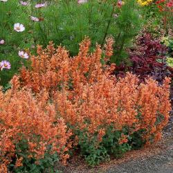 Agastache Arizona Sandstone (Korejska nana) Orange