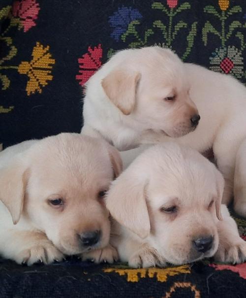 Labrador, čistokrvni štenci