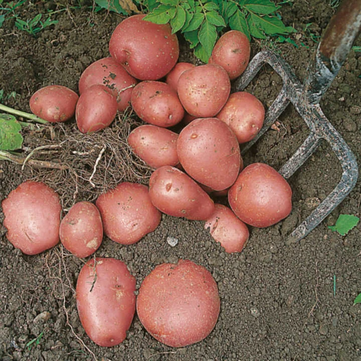 Organski Krompir Crveni 500g