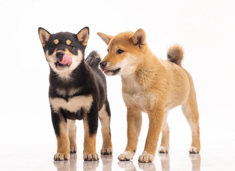 Shiba Inu stenci