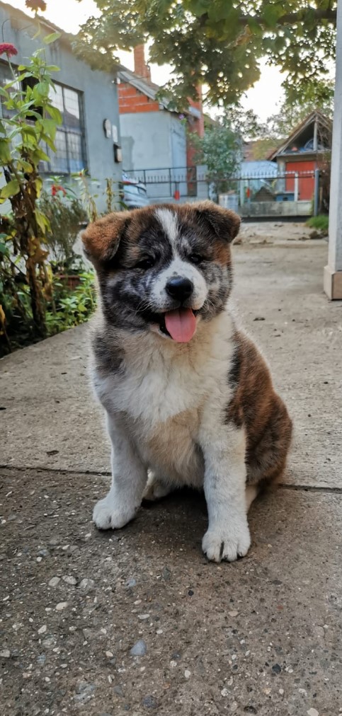 Vrhunsko žensko štene Akita Inu (Japanska Akita)