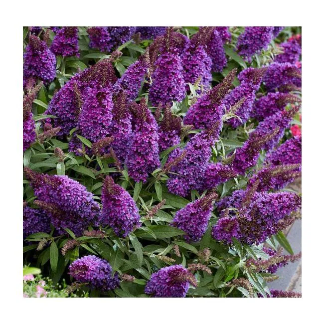 Buddleia davidii Butterfly Candy Little Purple