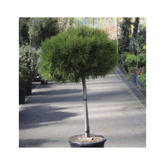 Pinus brevifolia • C9 L • Kalem 40 cm