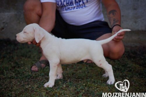 Dogo Argentino štenci