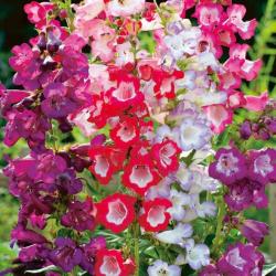 Penstemon (Hartwegii fantasy mix)