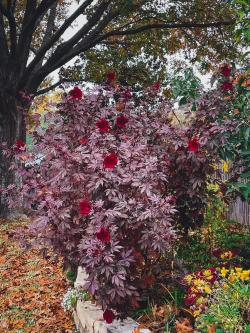 Hibiskus Mahogany Splendor