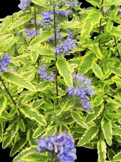 Kariopteris sarenolisni - Caryopteris summer sorbet