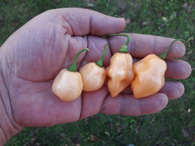 7 Pot White - Chili pepper 20 semenki