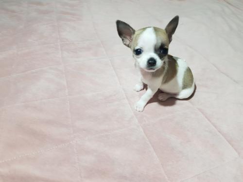 Princess mini chihuahuas-Mini čivava