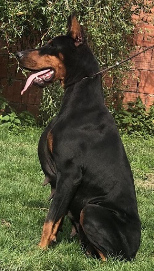 Doberman ( ženka pred teranjem )