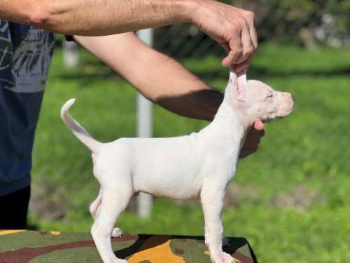 Dogo Argentino štenci