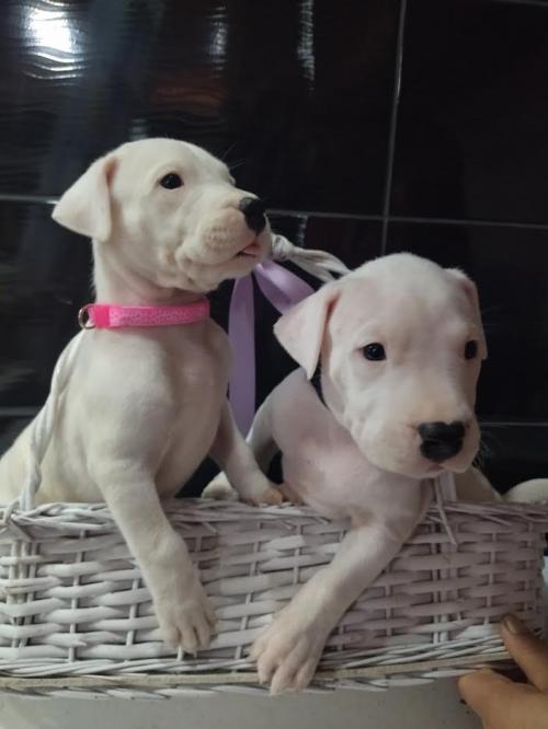 Dogo Argentino