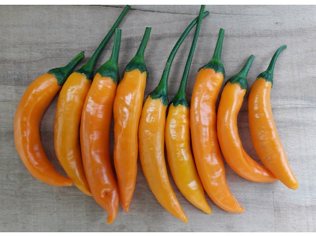 Golden Cayenne - Chili pepper 20 semenki