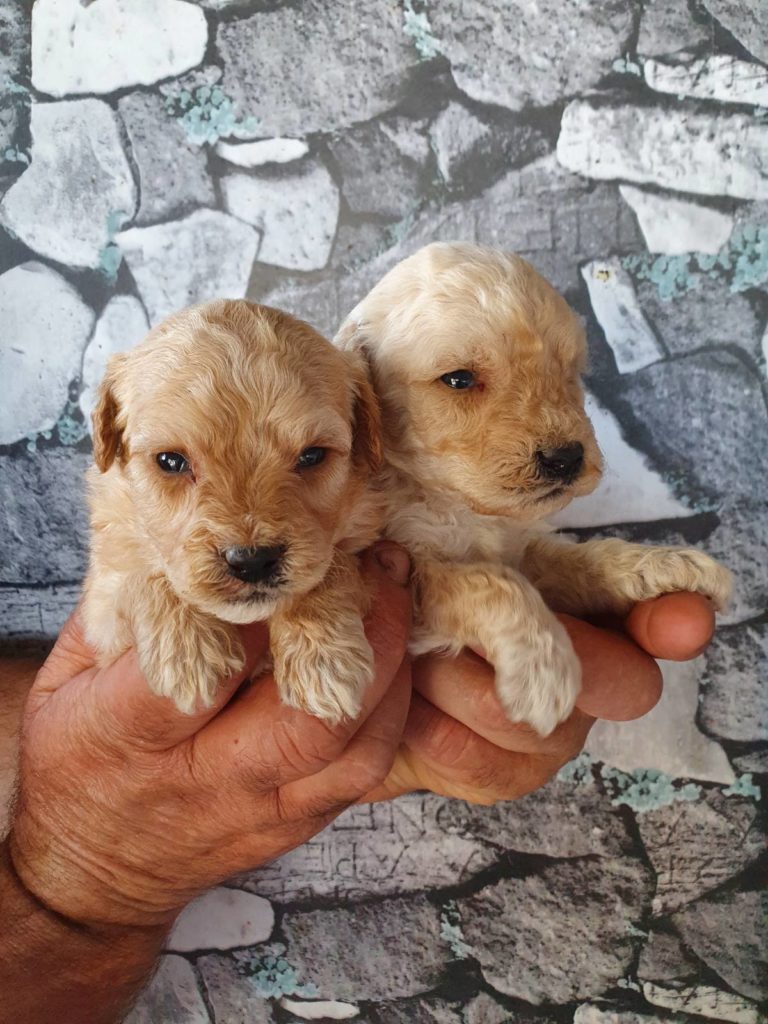 Labradoodle štenci