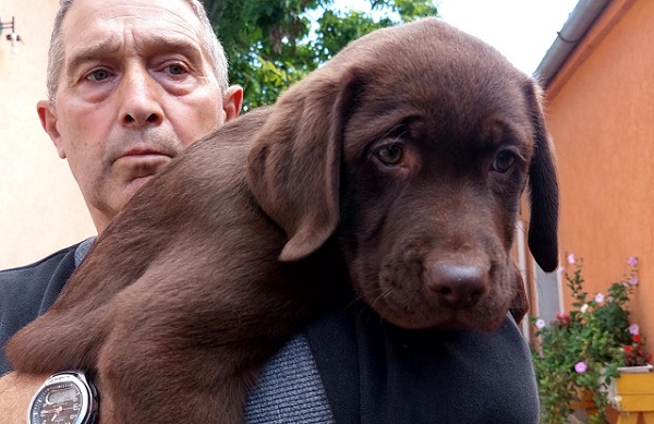 Čokoladni Labrador štenci