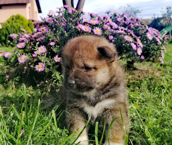 Shiba Inu, muški štenci