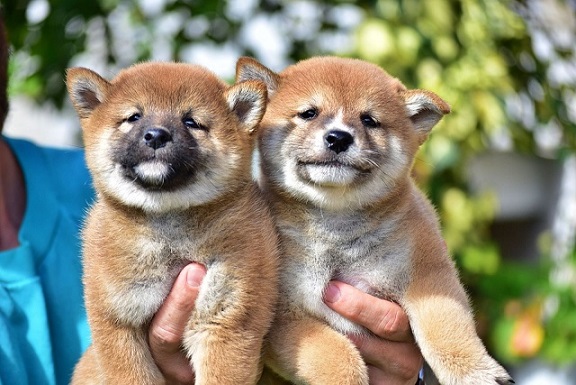 Shiba Inu