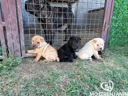 Shar pei – šar pej stenci